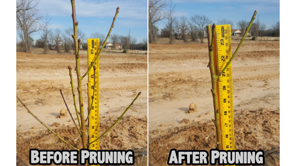 How much does a peach tree grow the first year? – The Orchard Stephenville