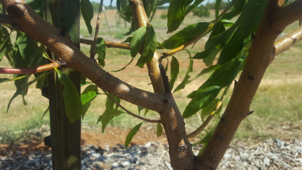 How much does a peach tree grow the first year? – The Orchard Stephenville