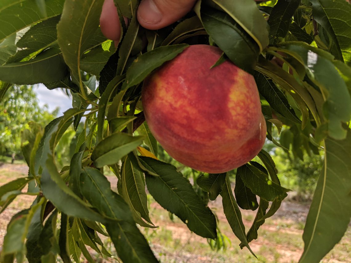 Isn’t that just the (split) pits? – The Orchard Stephenville