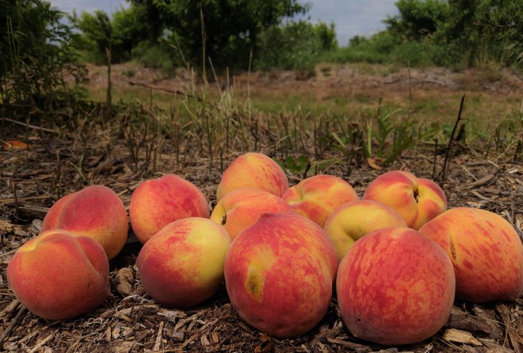 Isn’t that just the (split) pits? – The Orchard Stephenville