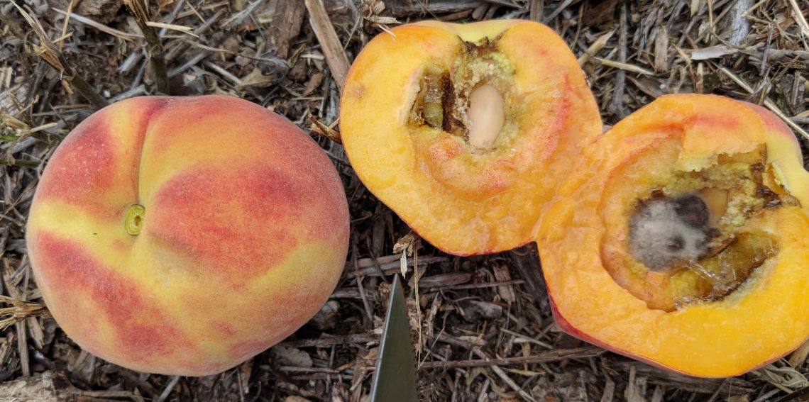 Isn’t that just the (split) pits? – The Orchard Stephenville