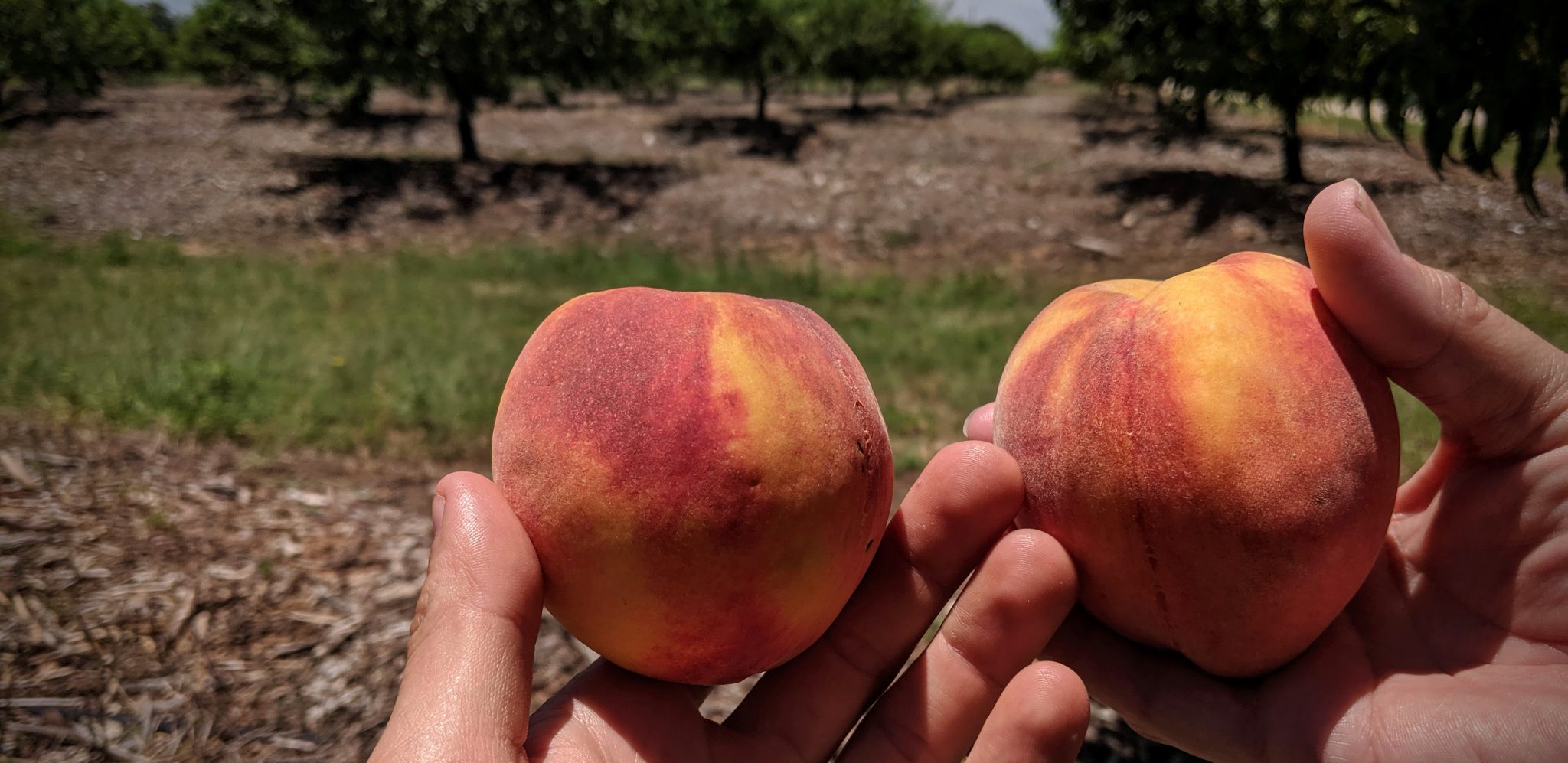 What Do I Spray On Peach Trees? – The Orchard Stephenville