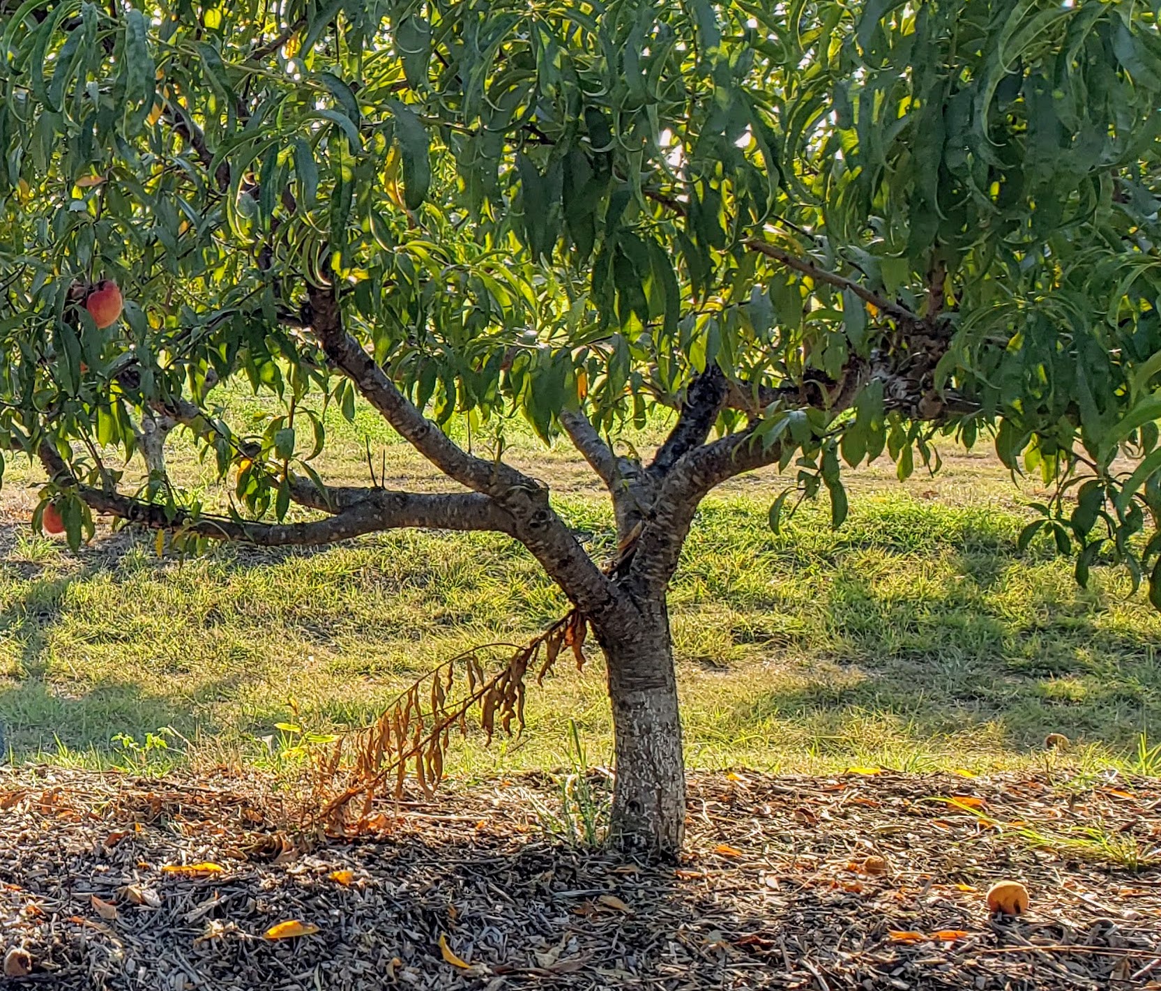 Do You Have to Prune Peach Trees? – The Orchard Stephenville